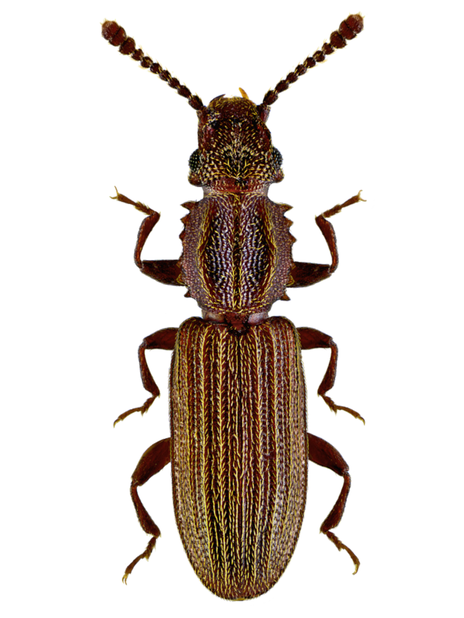 Carcoma Dentada De Los Granos