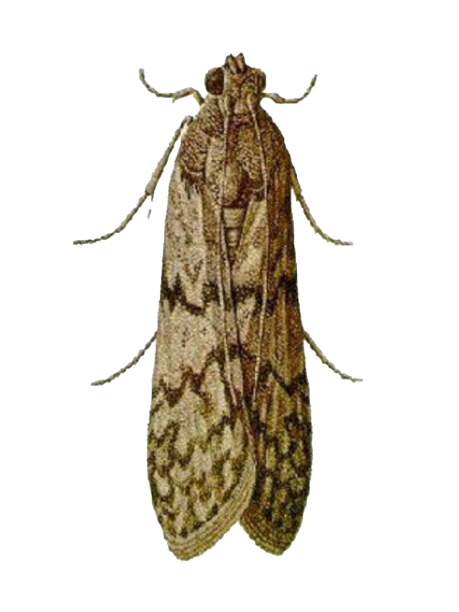 Palomilla Mediterranea De Las Harinas